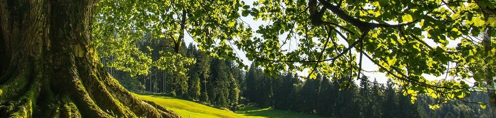 Baumarten: SDW
