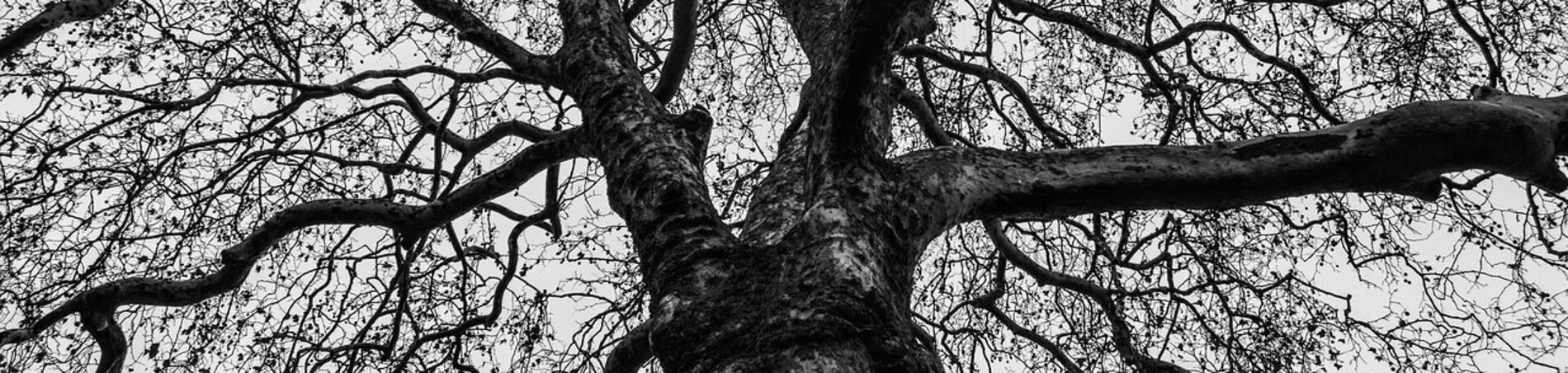 Geschichte des Waldes: SDW